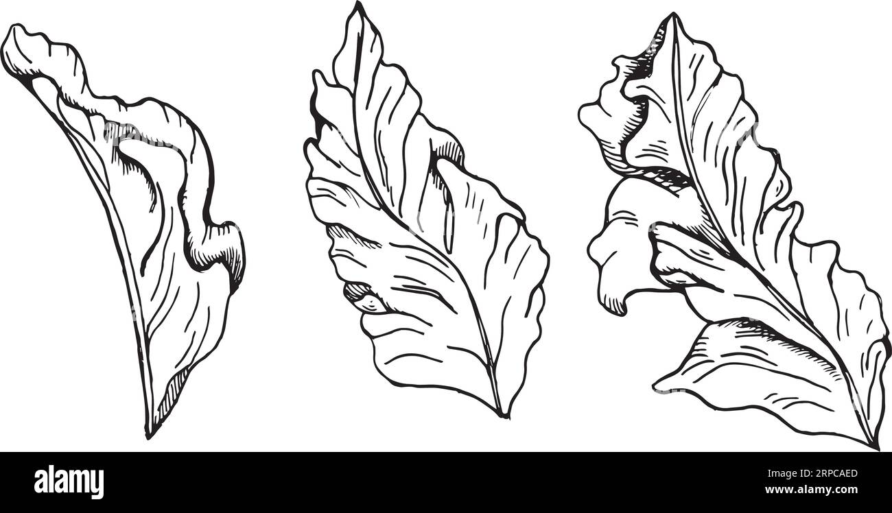 Set of sea plants ink hand drawn illustration isolated on white ...