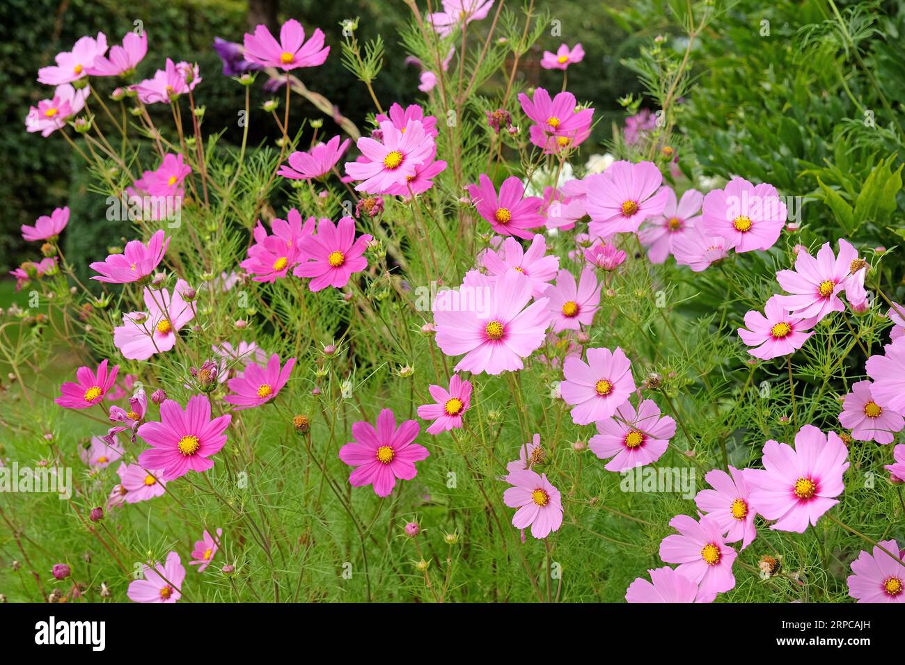 Pink Cosmos bipinnatus, commonly called the garden cosmos or Mexican ...