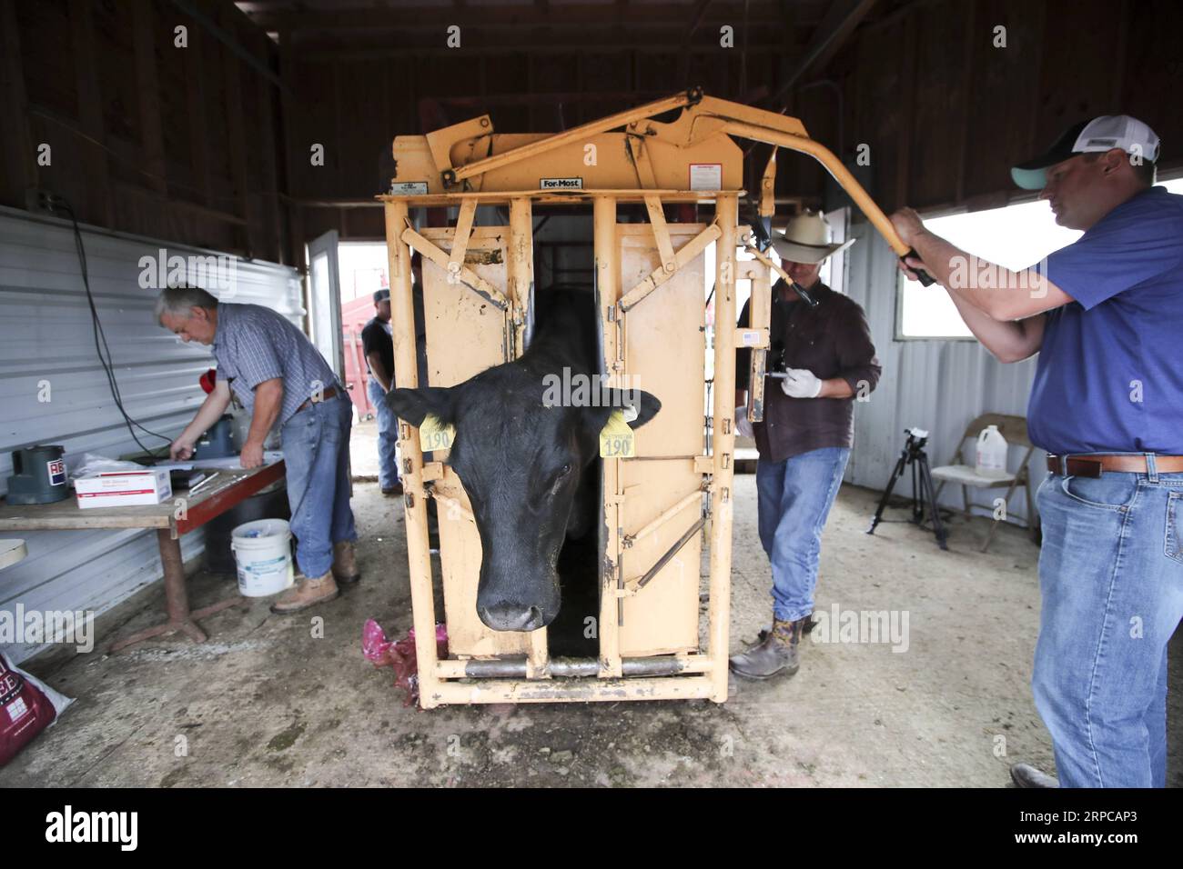 Artificial insemination cow hi-res stock photography and images - Alamy