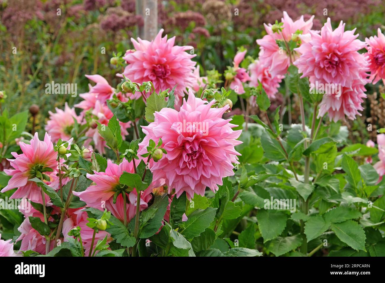 Dusky pink dinner plate Dahlia 'Otto's Thrill' in flower Stock Photo ...