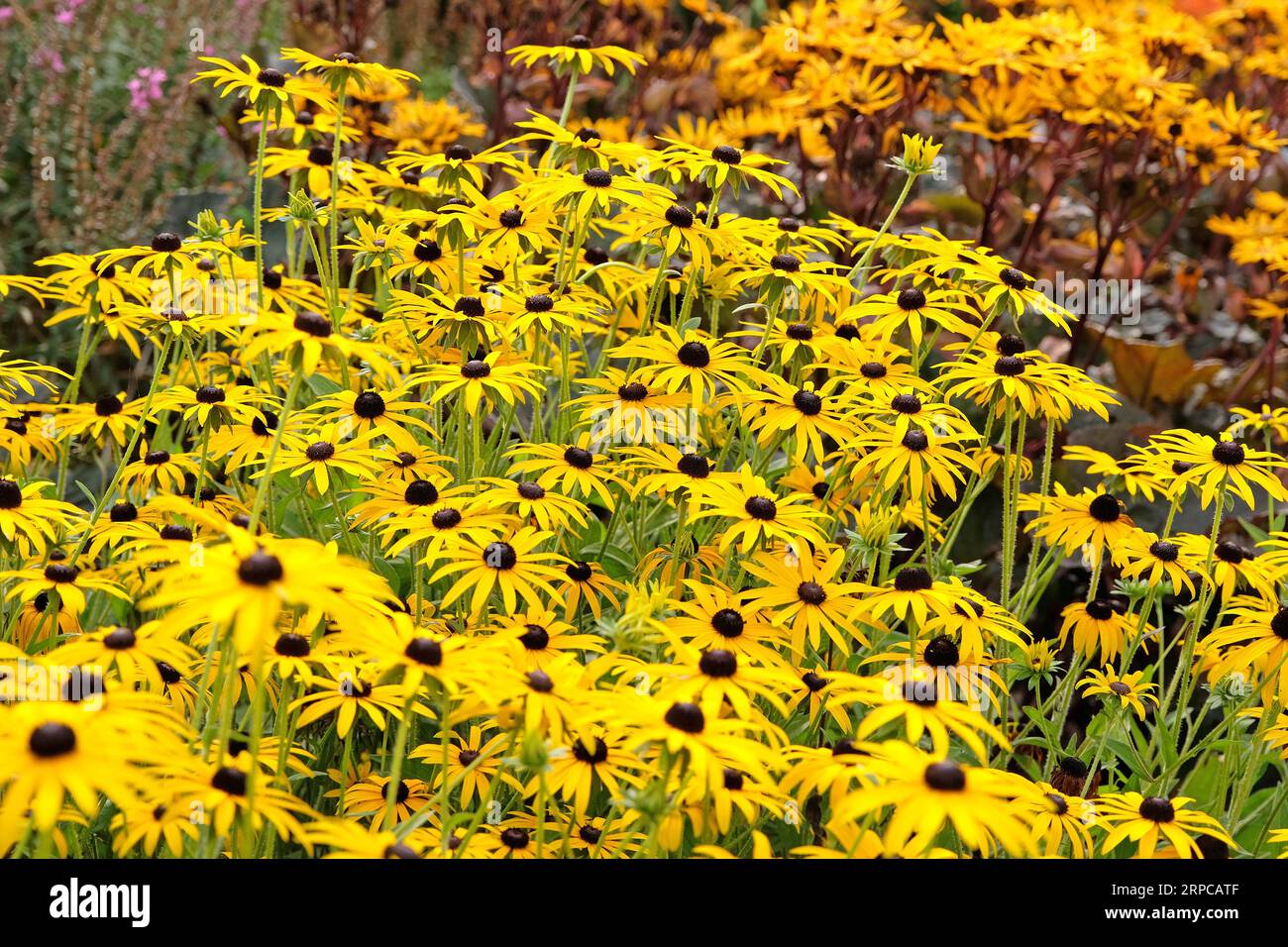 Yellow Rudbeckia 'GoldsturmÕ, also known as Black eyed Susan, Gloriosa ...