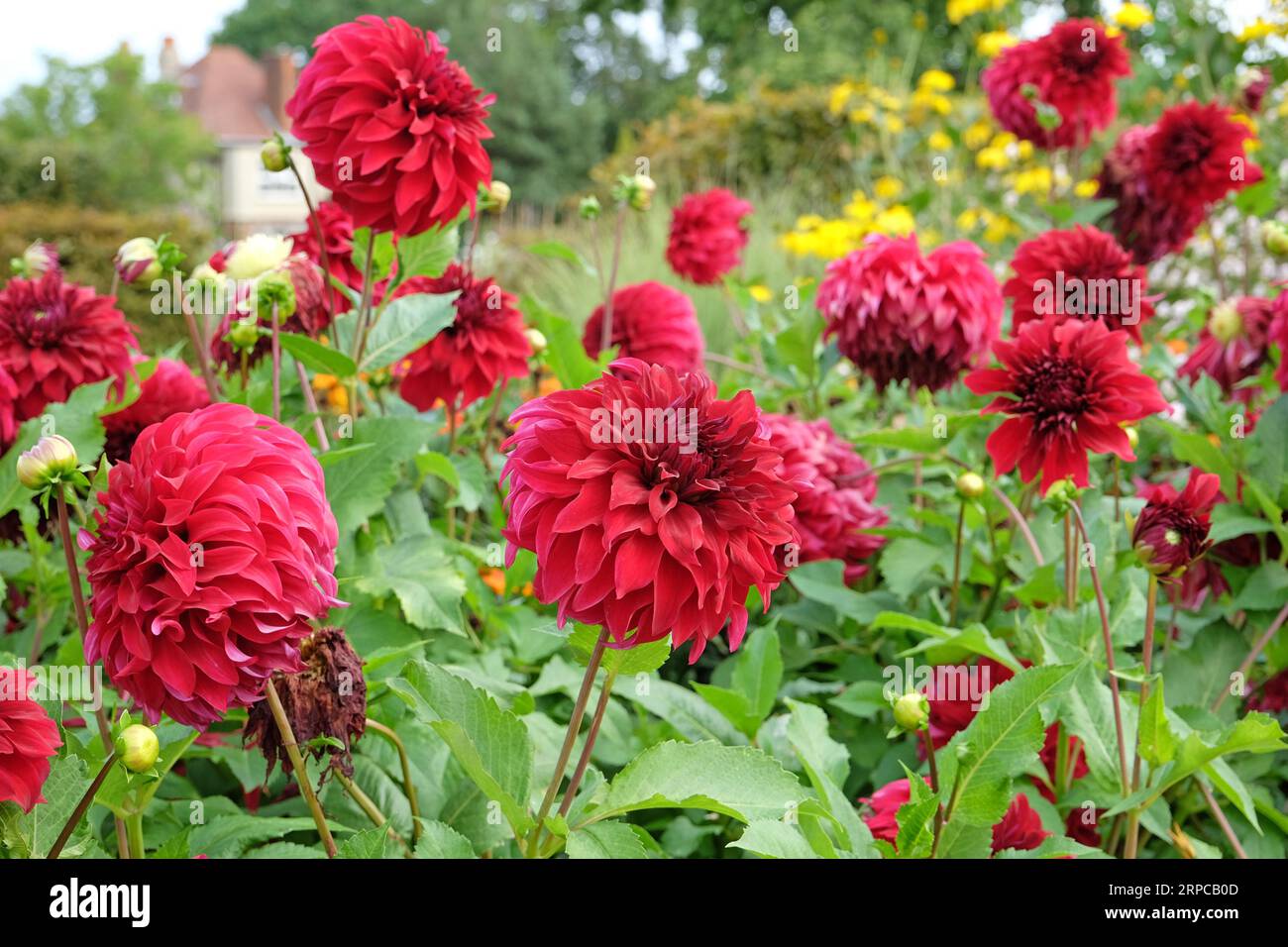 Red dinner plate decorative Dahlia 'Spartacus' in flower Stock Photo ...