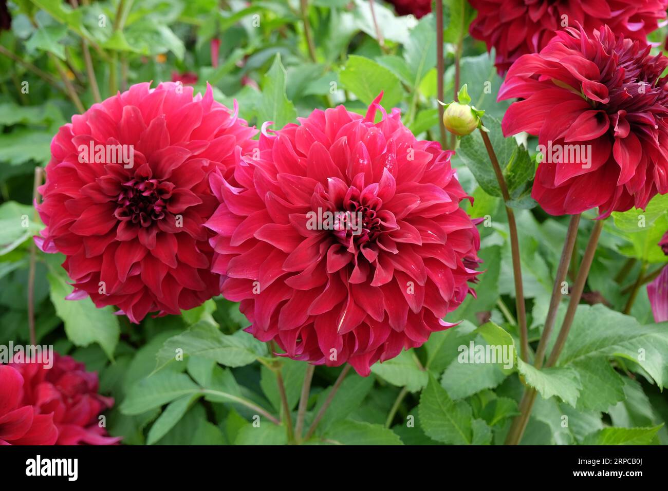 Red dinner plate decorative Dahlia 'Spartacus' in flower Stock Photo ...