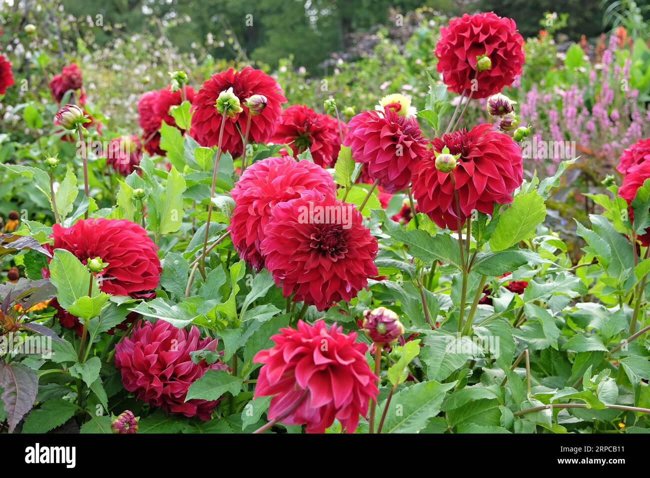 Red dinner plate decorative Dahlia 'Spartacus' in flower Stock Photo ...