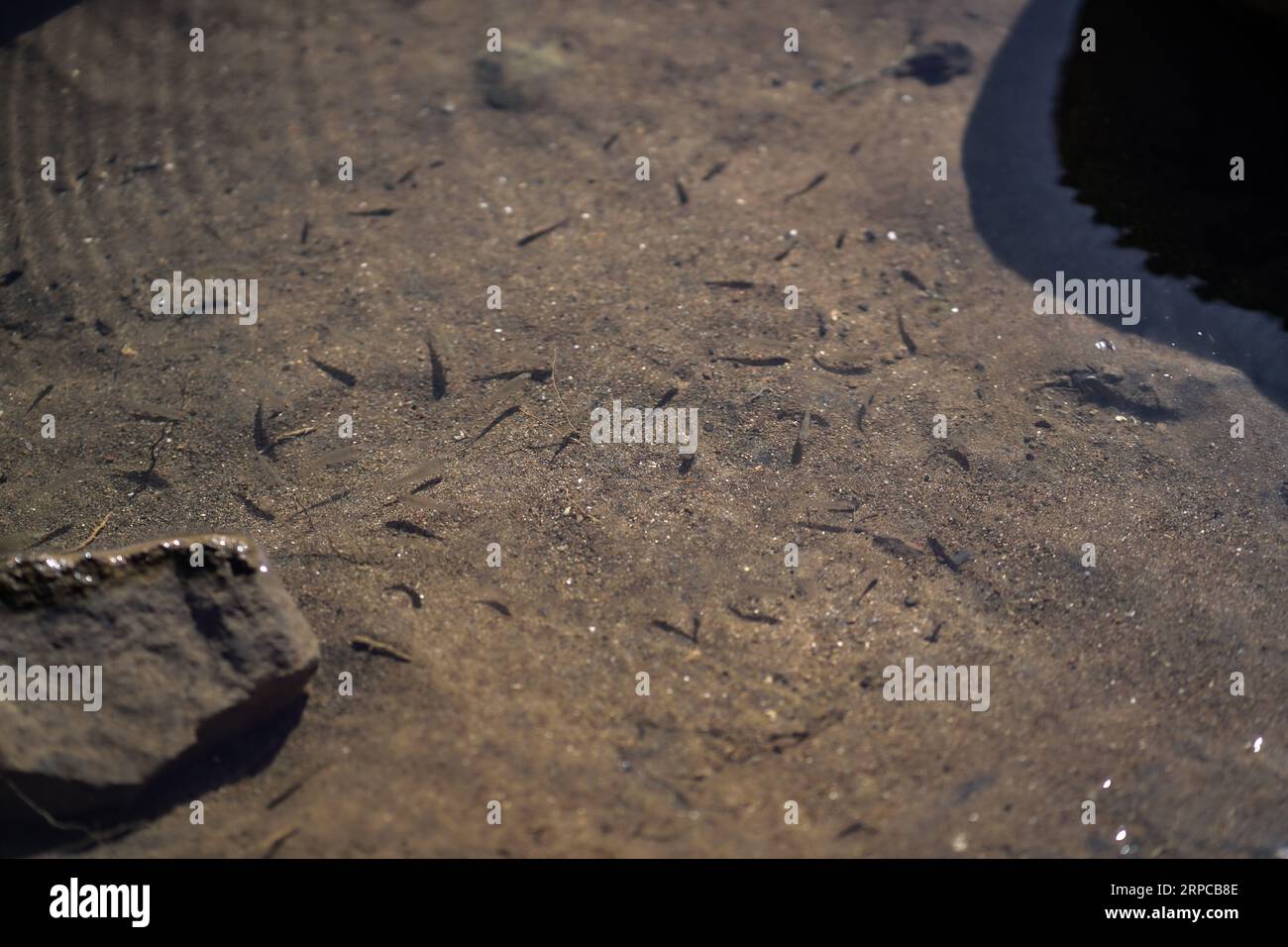 small little fish in the river Stock Photo - Alamy