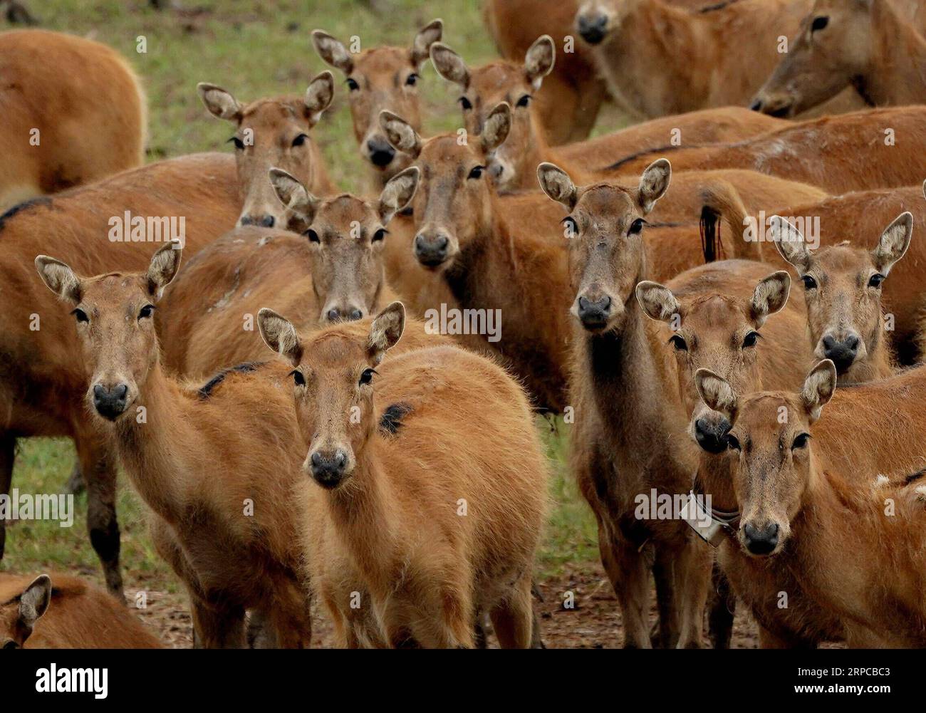 (190630) -- YANCHENG, June 30, 2019 -- Milu deers, also known as Pere ...