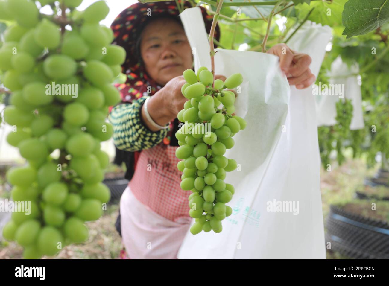 Grapes farming china hi-res stock photography and images - Alamy