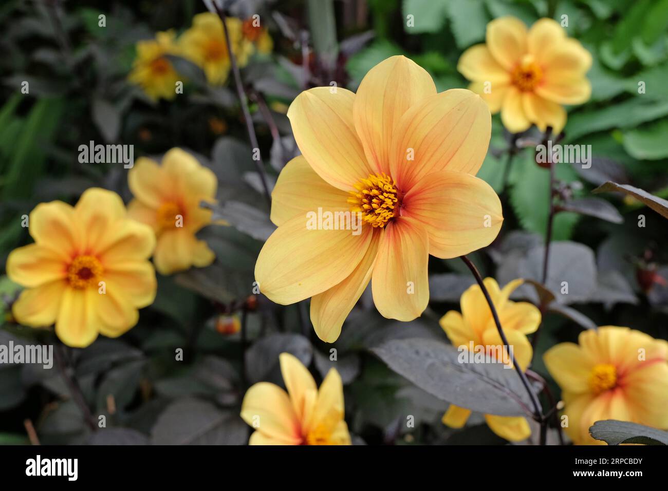 Yellow single dahlia 'Hadrian's Sunlight' in flower Stock Photo - Alamy