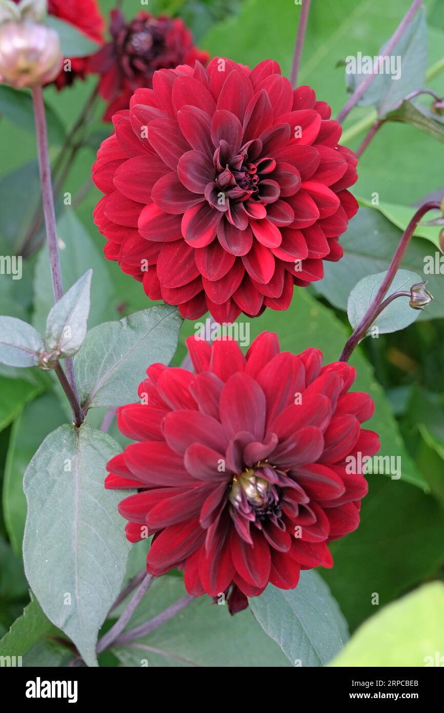 Maroon red decorative Dahlia 'Karma Choc' in flower Stock Photo - Alamy
