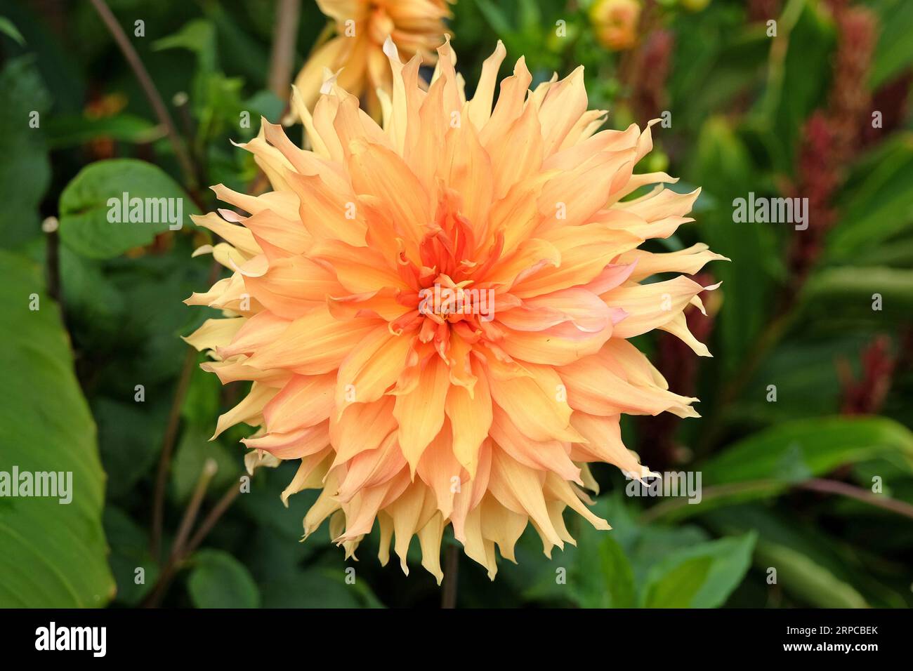 Yellow and gold giant decorative Dahlia 'Hamari Gold' in flower Stock ...