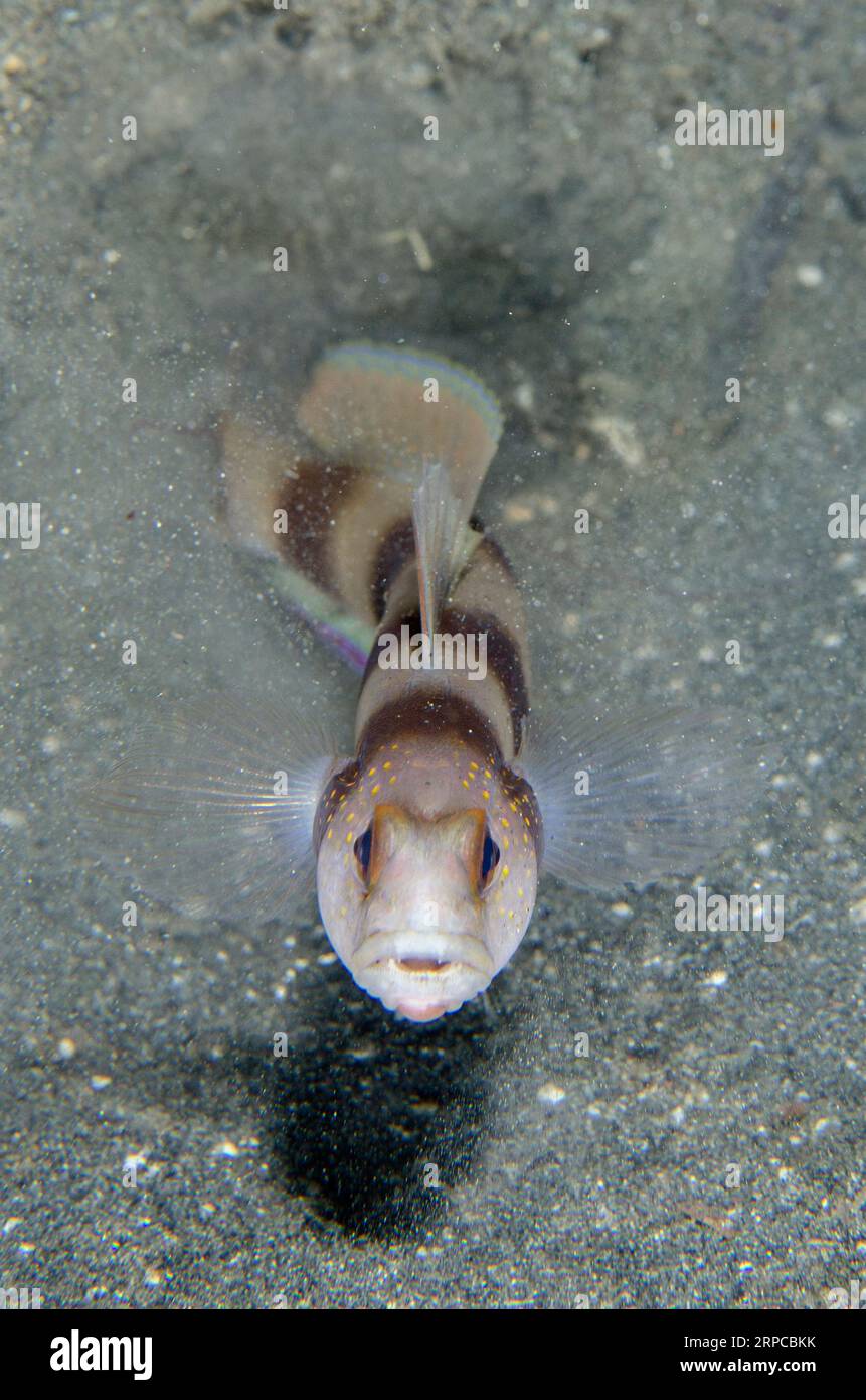 Steinitz' Shrimpgoby, Amblyeleotris steinitzi, Kobe Reef dive site ...