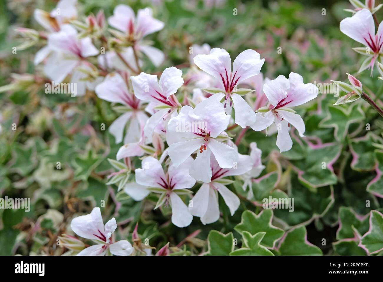 Pelargonium white ivy leaf hi-res stock photography and images - Alamy