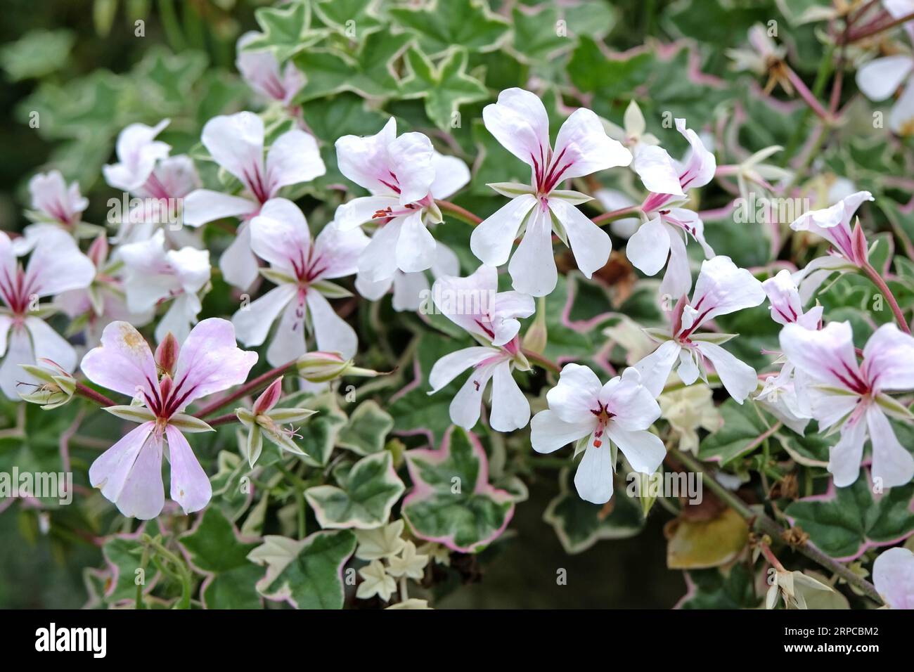 Ivy geraniums hi-res stock photography and images - Alamy