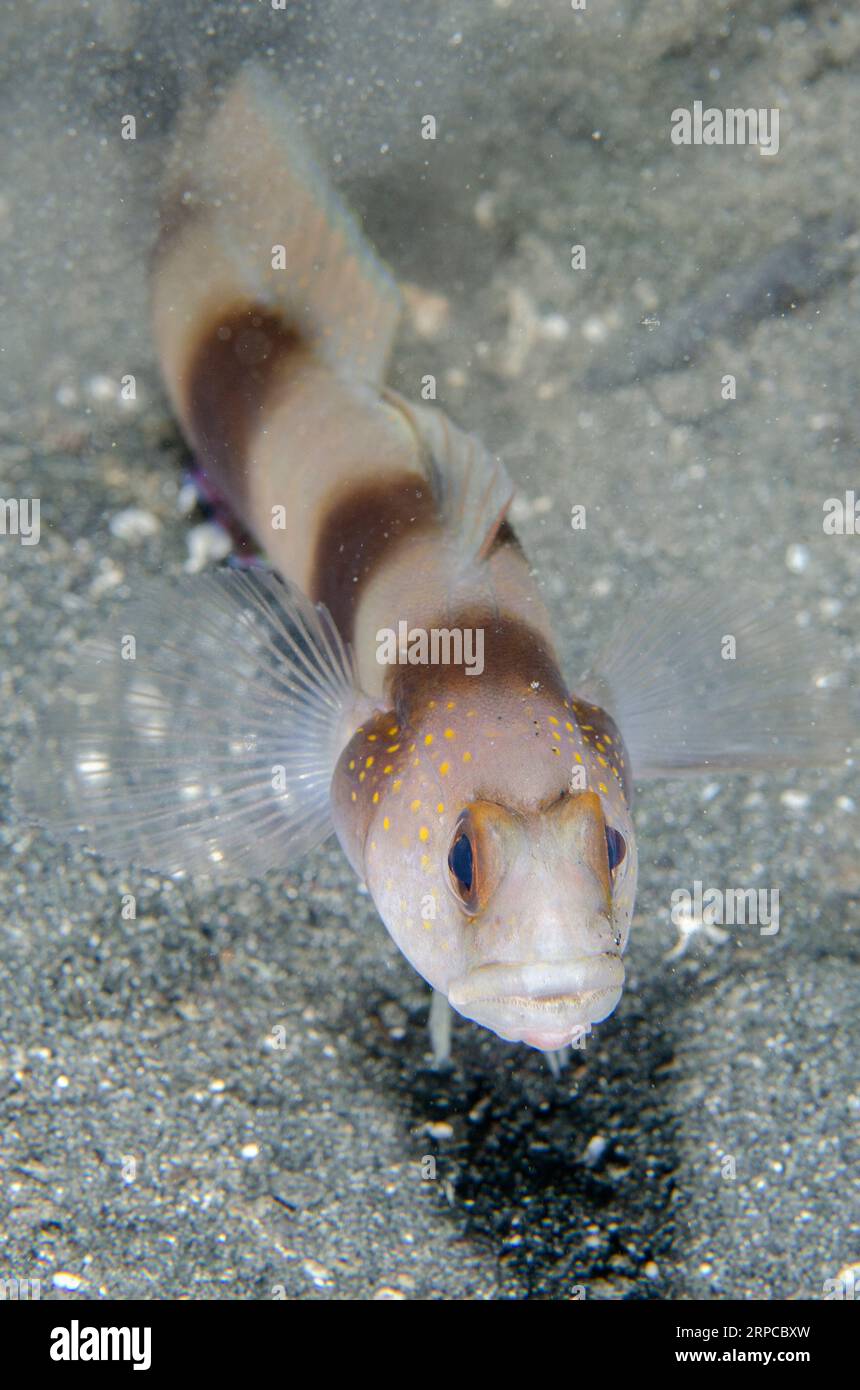 Steinitz' Shrimpgoby, Amblyeleotris steinitzi, Kobe Reef dive site ...