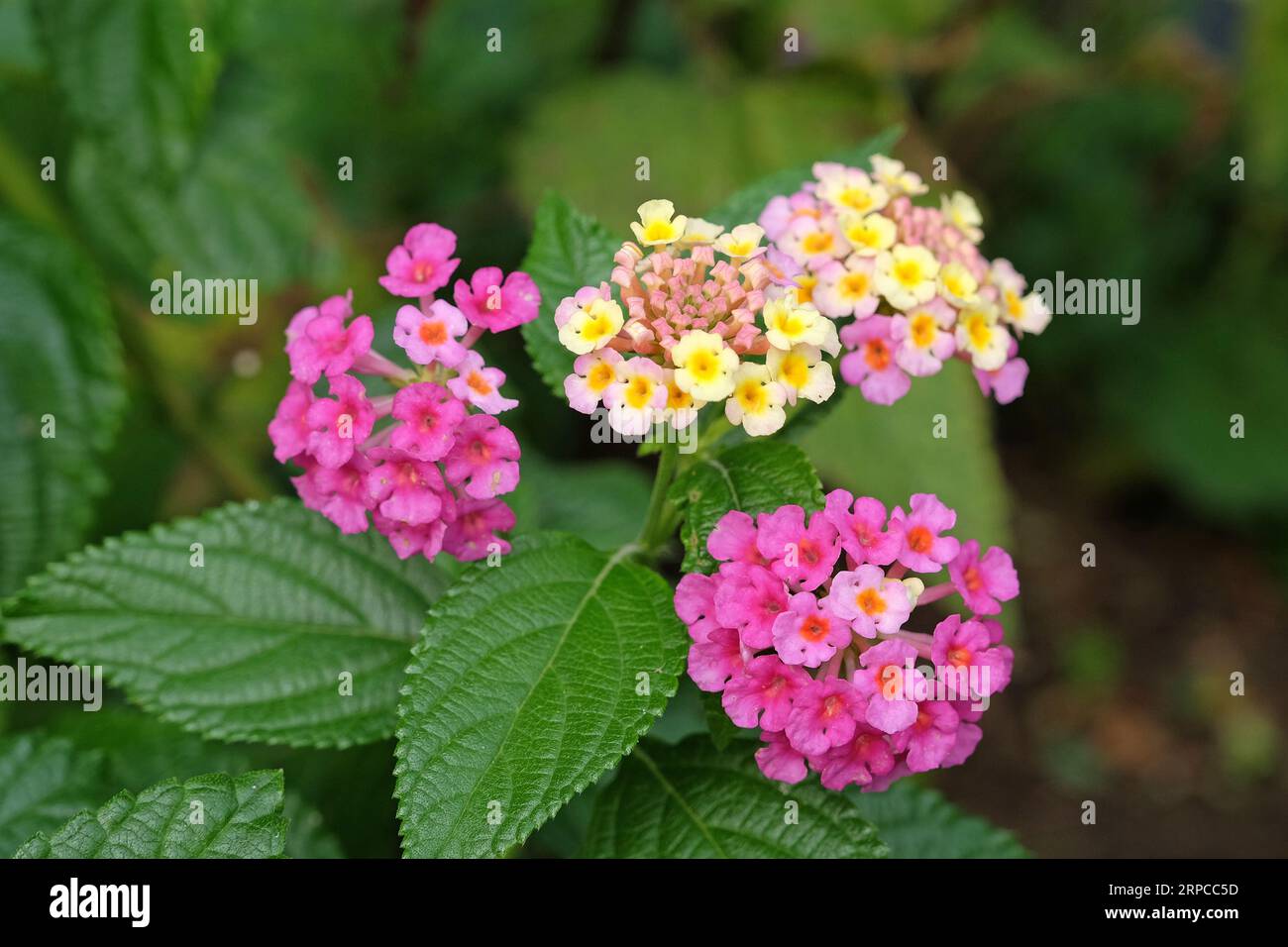 Pink and yellow Common Lantana Camera Evita Rose, also known as shrub ...