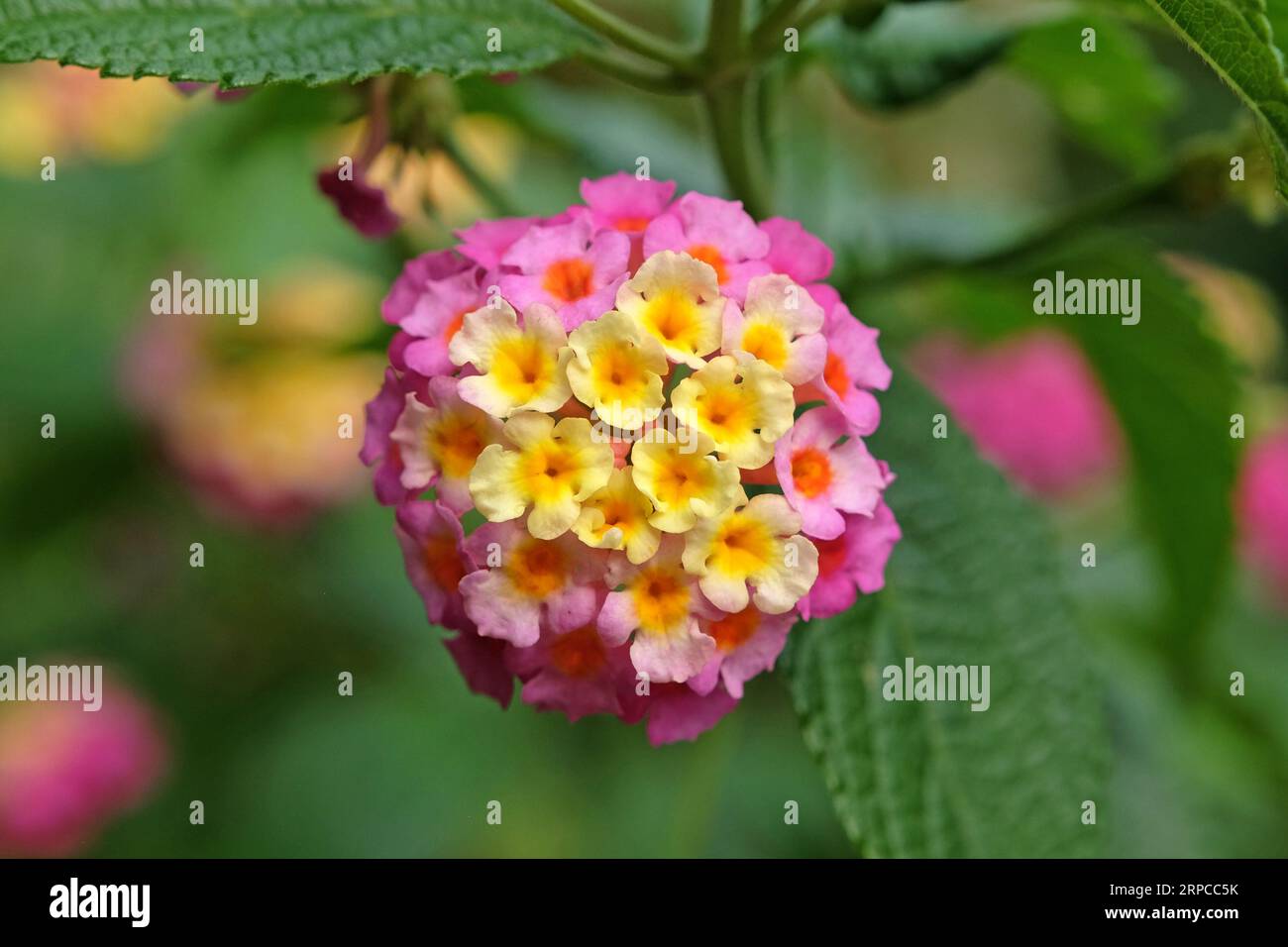 Pink and yellow Common Lantana Camera Evita Rose, also known as shrub ...