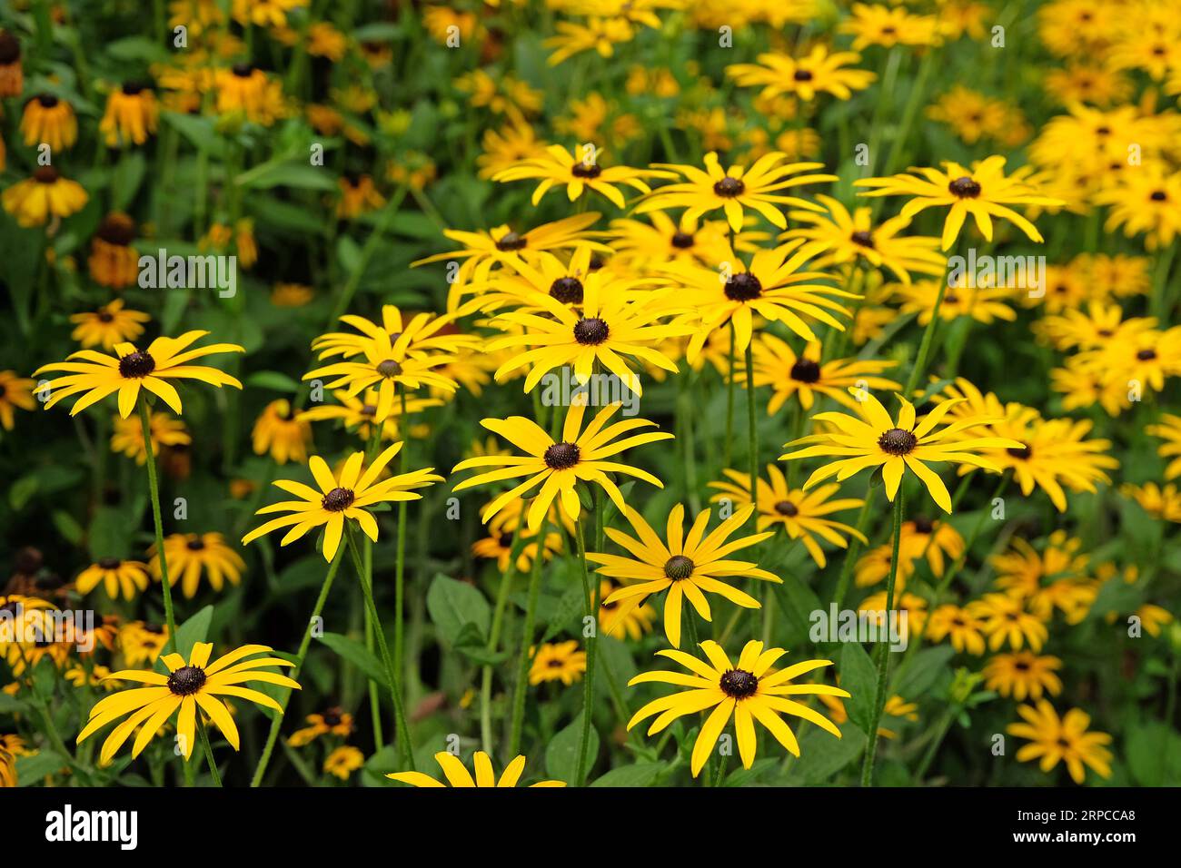 Yellow Rudbeckia 'GoldsturmÕ, also known as Black eyed Susan, Gloriosa ...