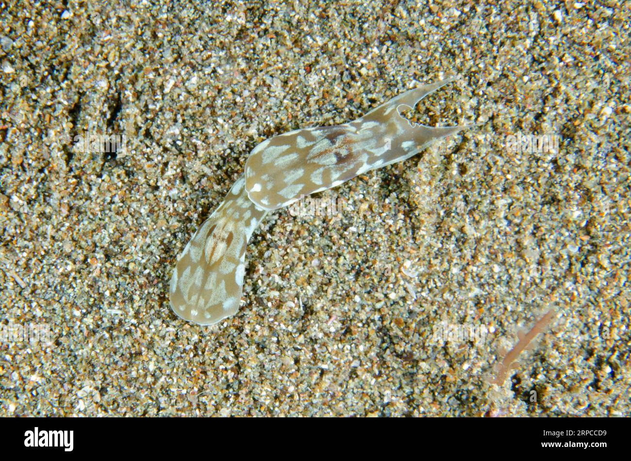 Pair of Headshield Slugs, Philine sp, Kobe Reef dive site, Weda ...