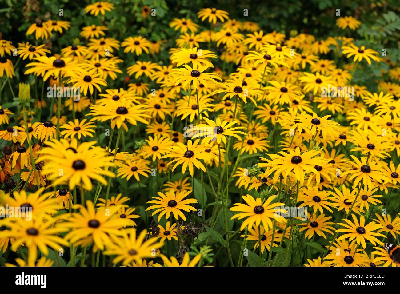 Yellow Rudbeckia 'GoldsturmÕ, also known as Black eyed Susan, Gloriosa ...