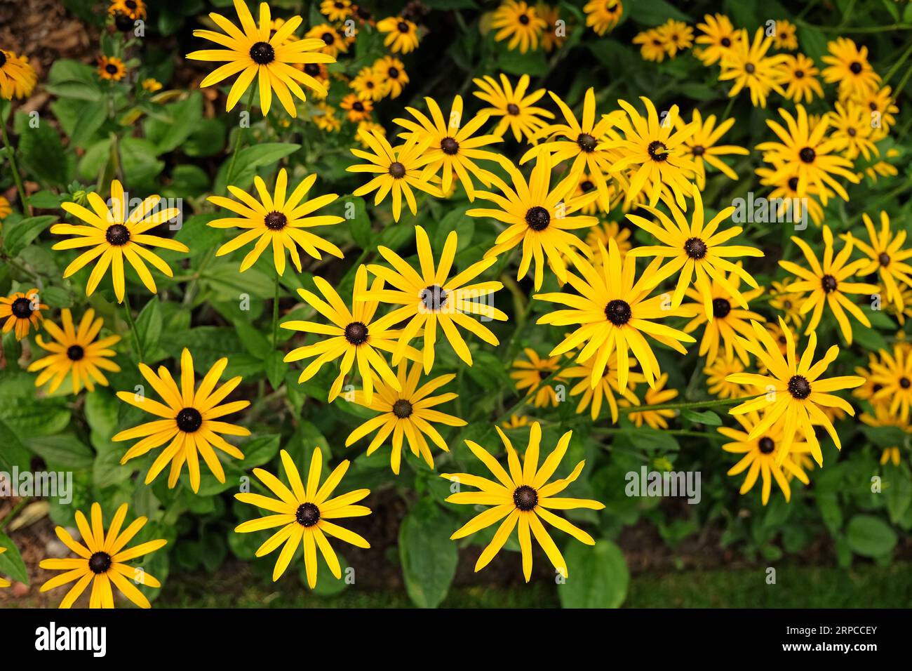 Yellow Rudbeckia 'GoldsturmÕ, also known as Black eyed Susan, Gloriosa ...