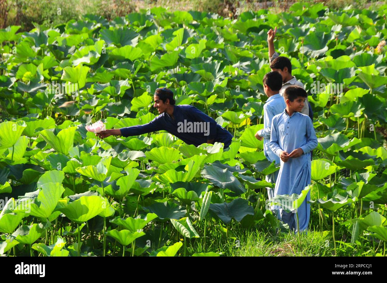 Lotus boys hi-res stock photography and images - Alamy