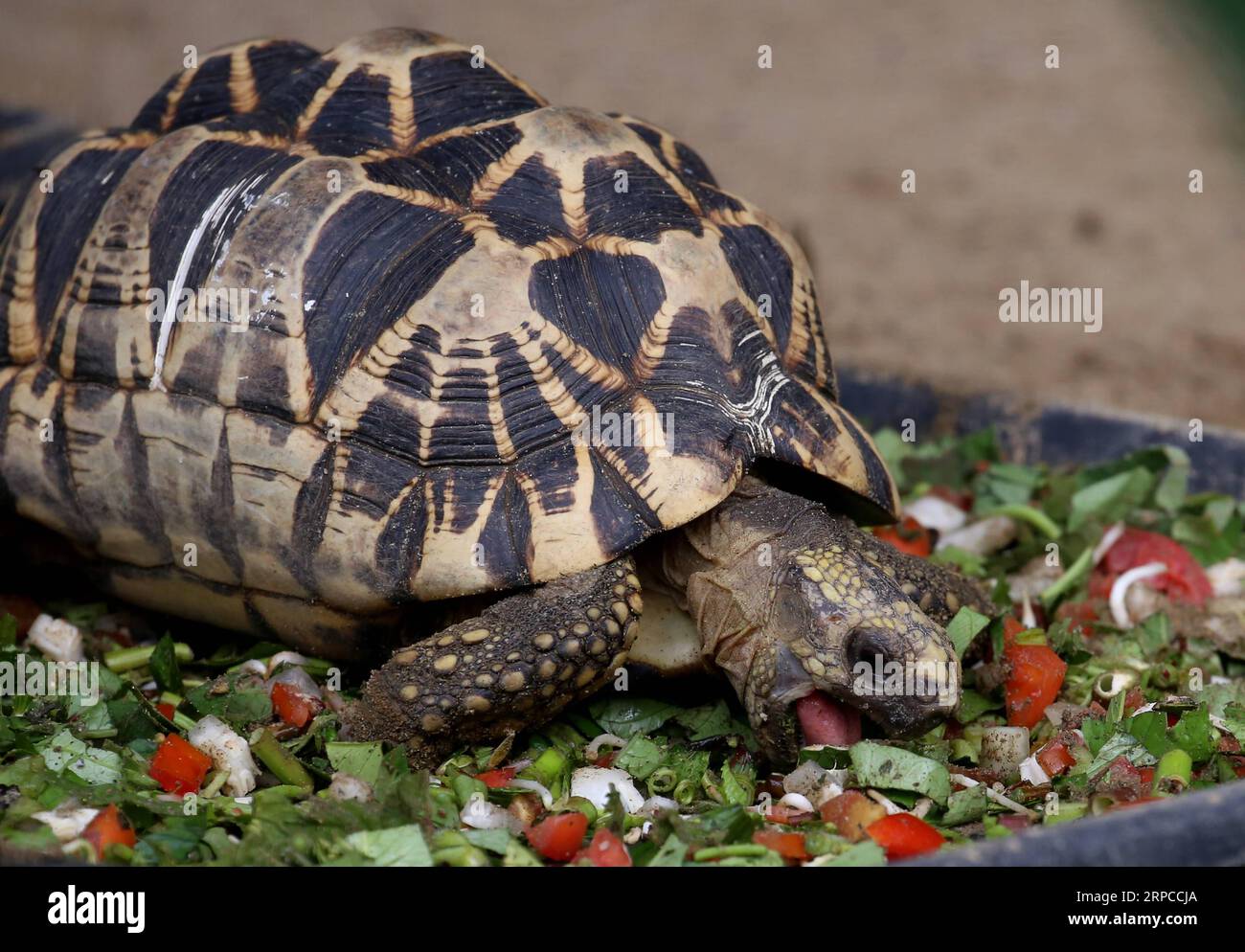 (190701) -- YANGON, July 1, 2019 -- A star tortoise eats vegetables at ...