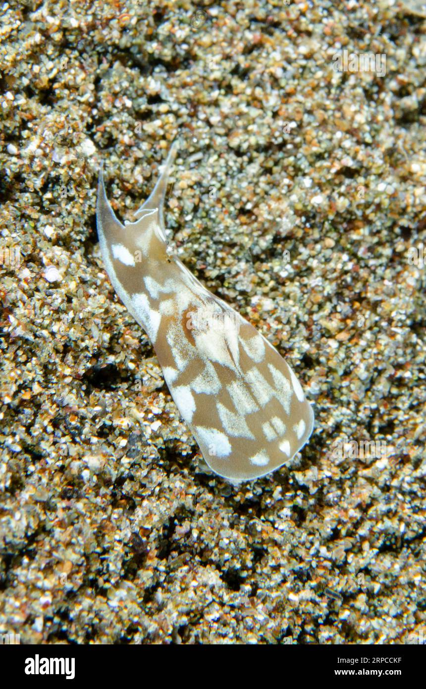 Headshield Slug, Philine sp, Kobe Reef dive site, Weda, Halmahera ...