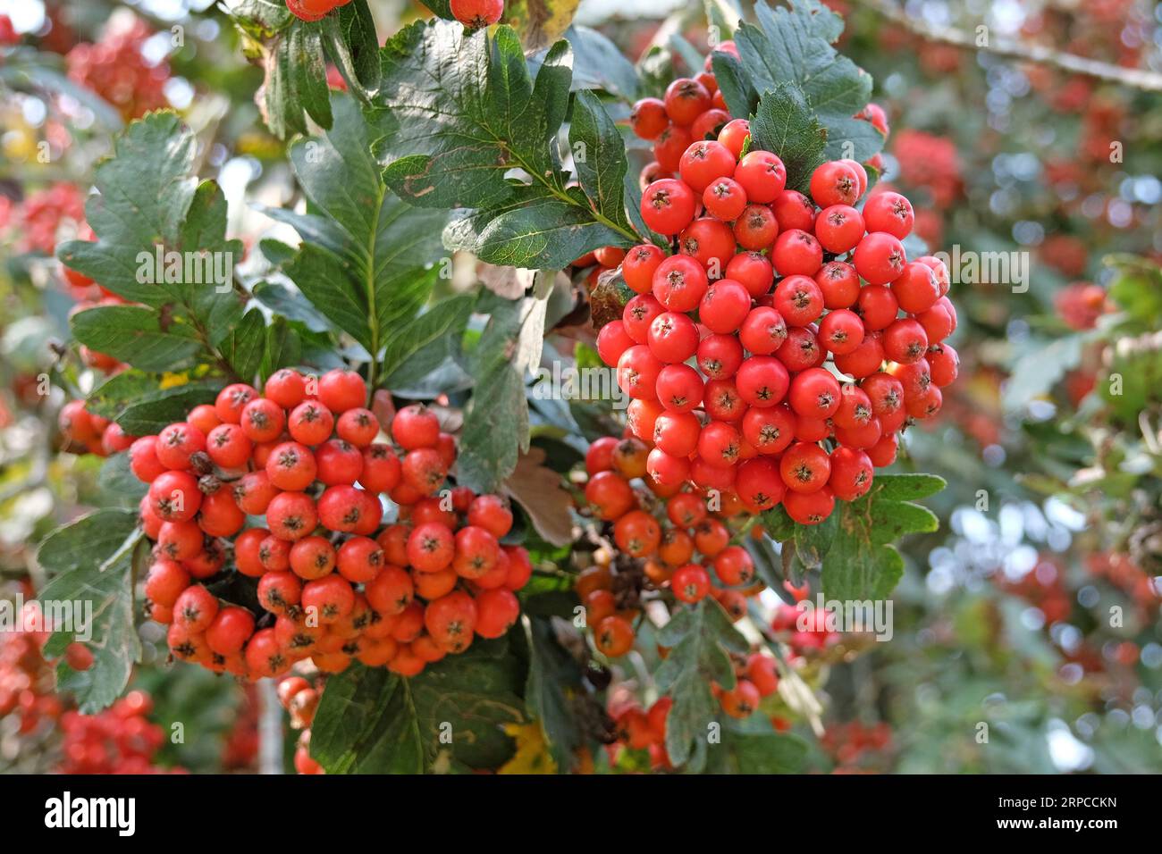 Perennial fruit gardening hi-res stock photography and images - Alamy