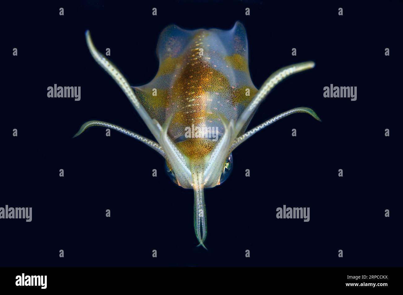 Bigfin Reef Squid, Sepioteuthis lessoniana, Tanjung Uli dive site ...
