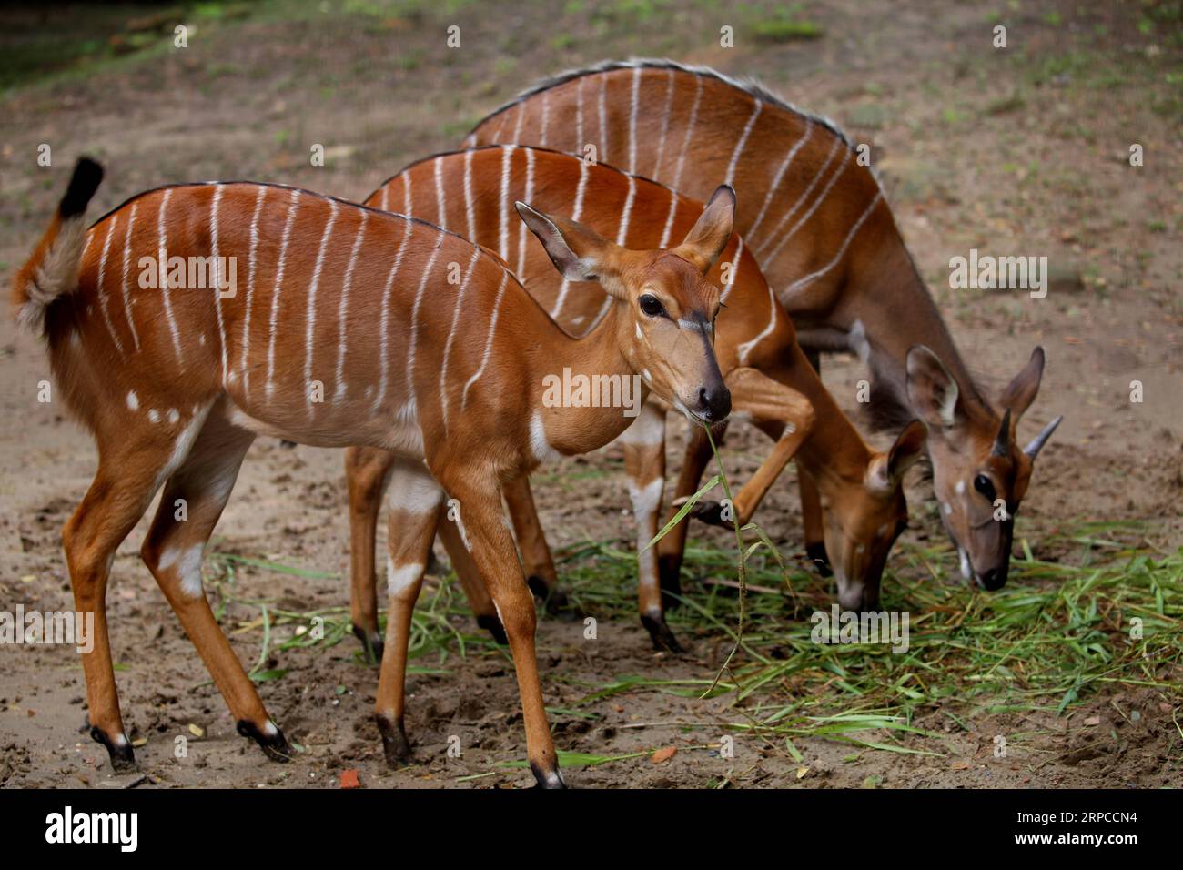 (190701) -- YANGON, July 1, 2019 -- Nyalas are seen at Zoological ...