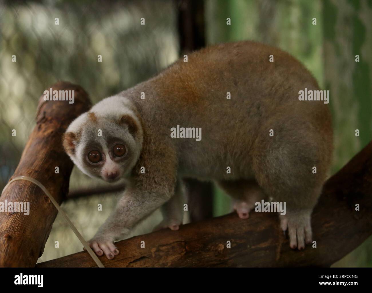 Bengal Slow Loris
