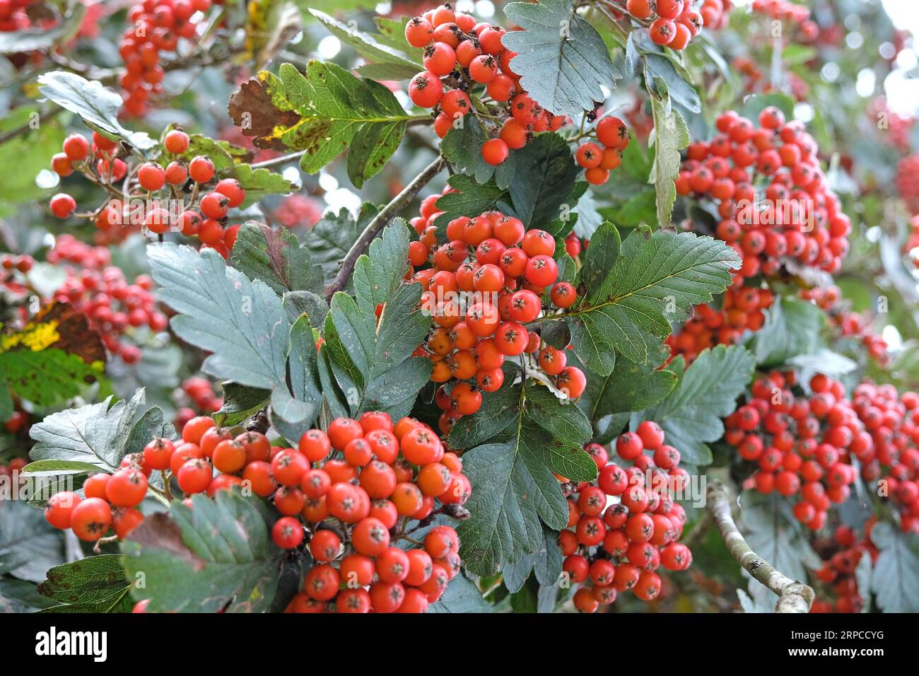The red fruit berries of the Sorbus hybrida 'Gibbsii' rowan tree Stock ...