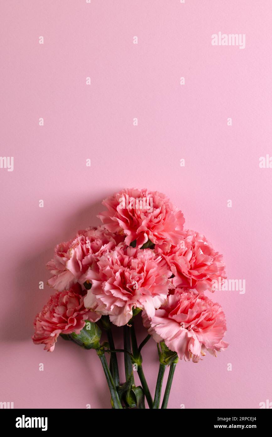 Carnation texture hi-res stock photography and images - Alamy
