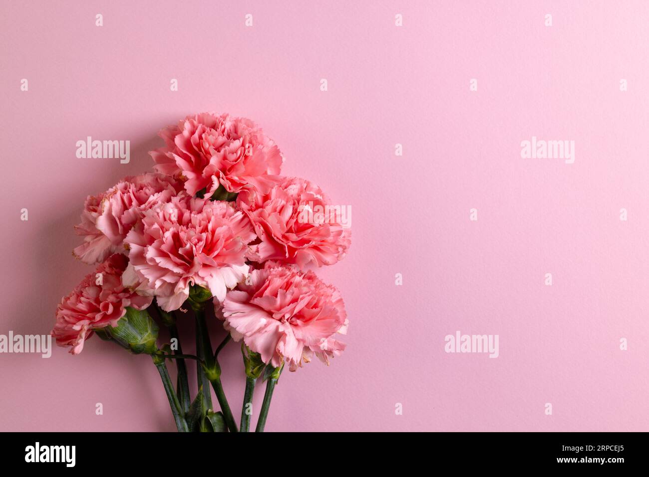 Carnation texture hi-res stock photography and images - Alamy