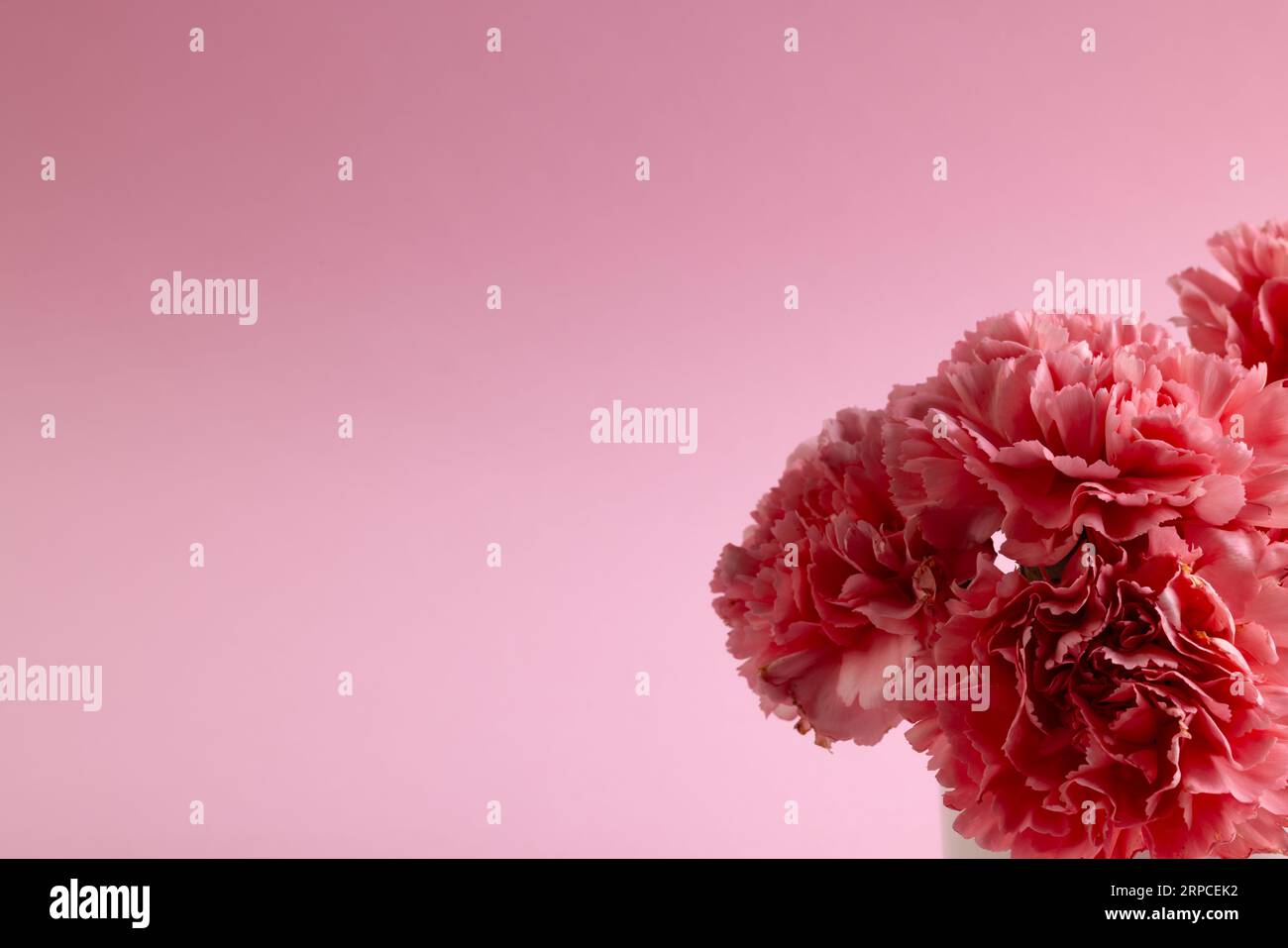 Carnation texture hi-res stock photography and images - Alamy