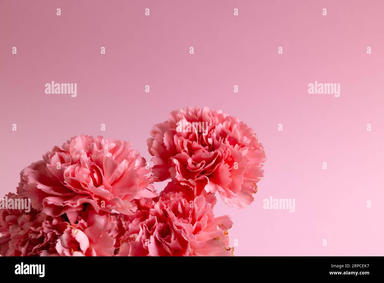 Carnation texture hi-res stock photography and images - Alamy