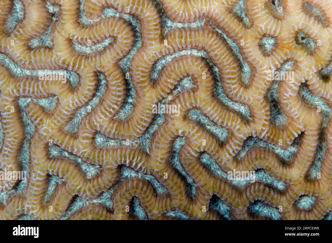 Intermediate Valley Coral, Oulophyllia crispa, classified as Near ...