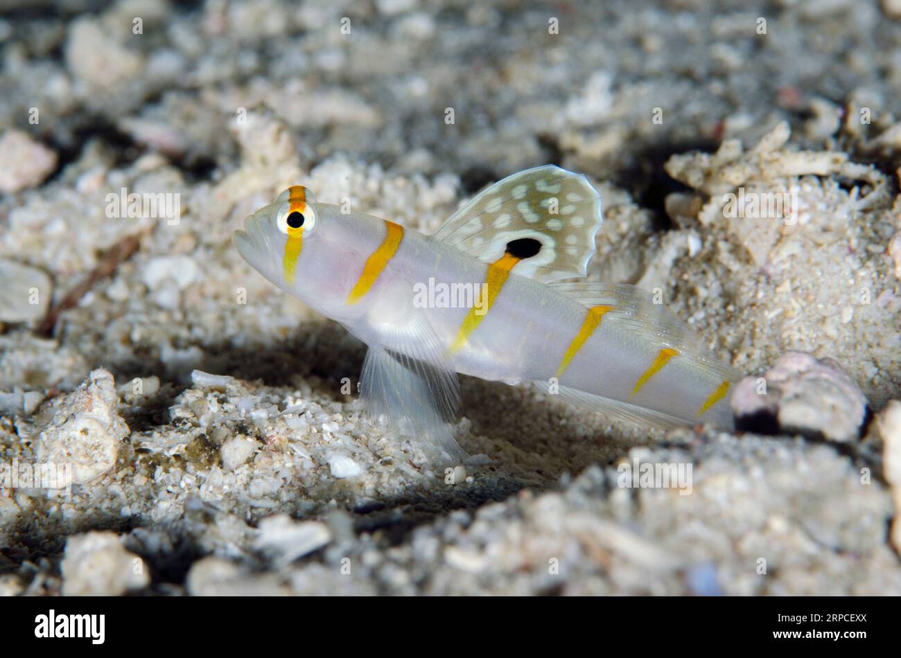 Randall's Shrimpgoby, Amblyeleotris randalli, with extended fin ...