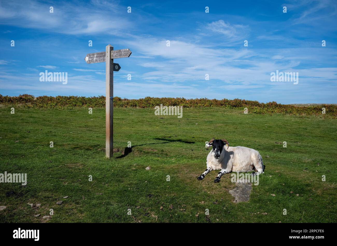 Rough fell sheep hi-res stock photography and images - Alamy