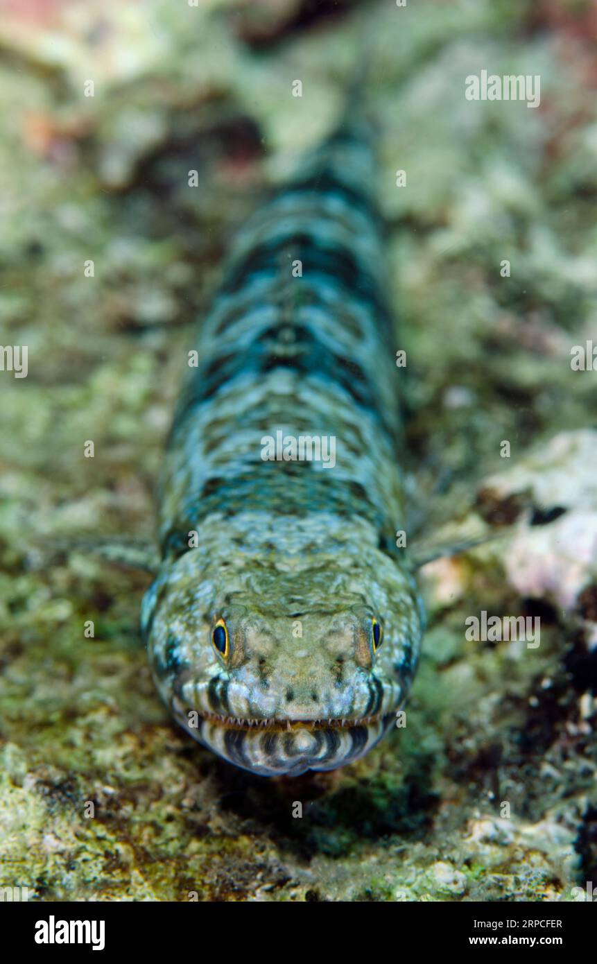Reef Lizardfish, Synodus variegatus, Gorango Kecil dive site, Weda ...