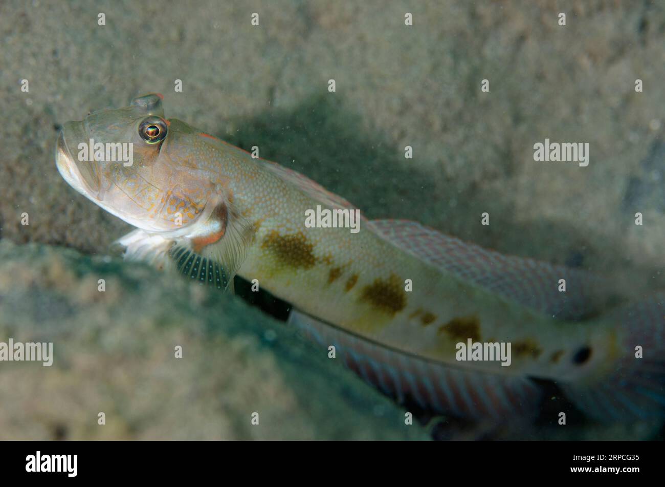 Frogface Mudgoby, Oxyurichthys papuensis, by hole, Pasir Putih dive ...