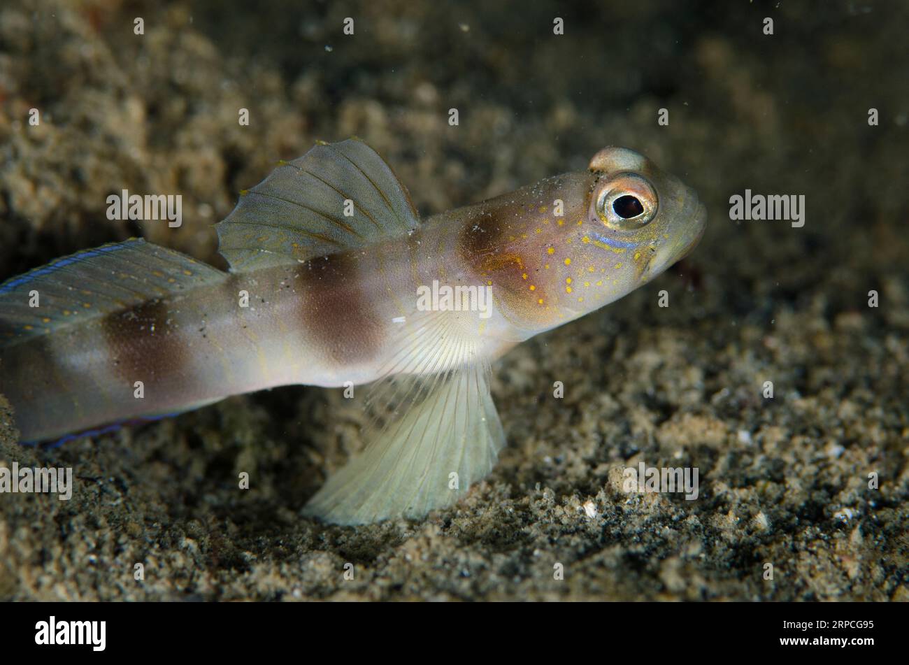 Steinitz' Shrimpgoby, Amblyeleotris steinitzi, Pasir Putih dive site ...