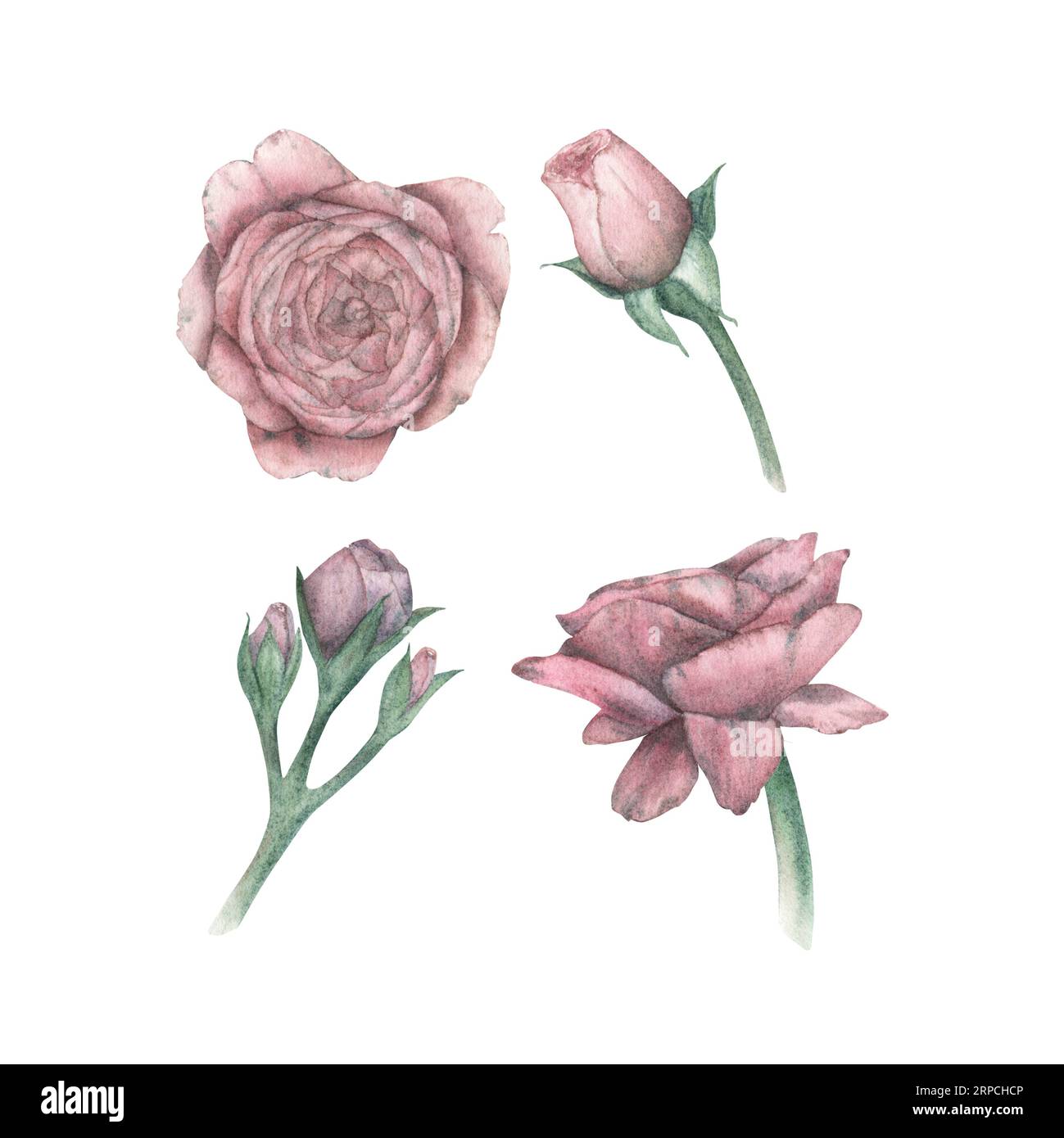 A clipart of watercolor pink roses in vintage style isolated on a white ...