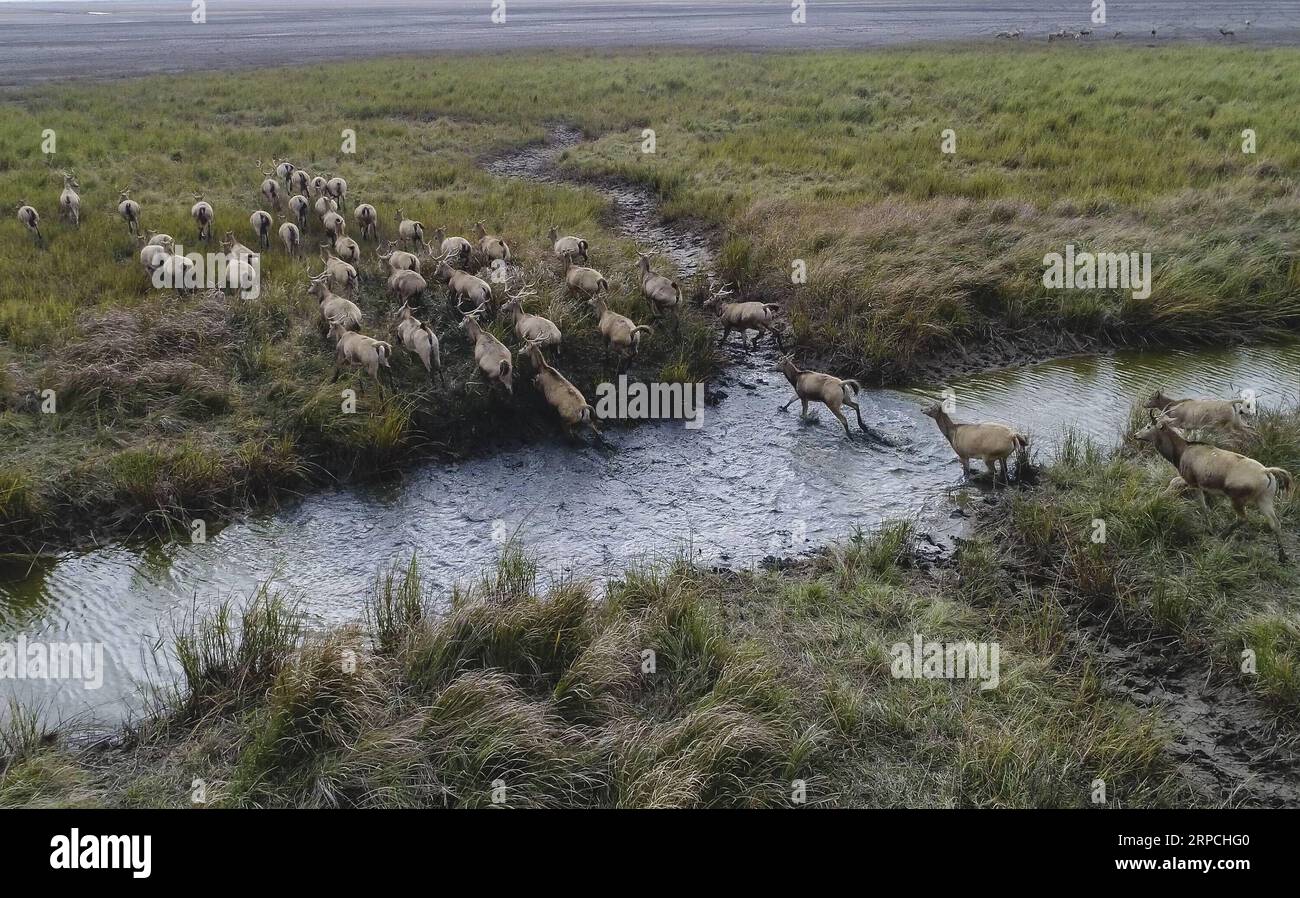 Largest living species of birds hi-res stock photography and images - Alamy