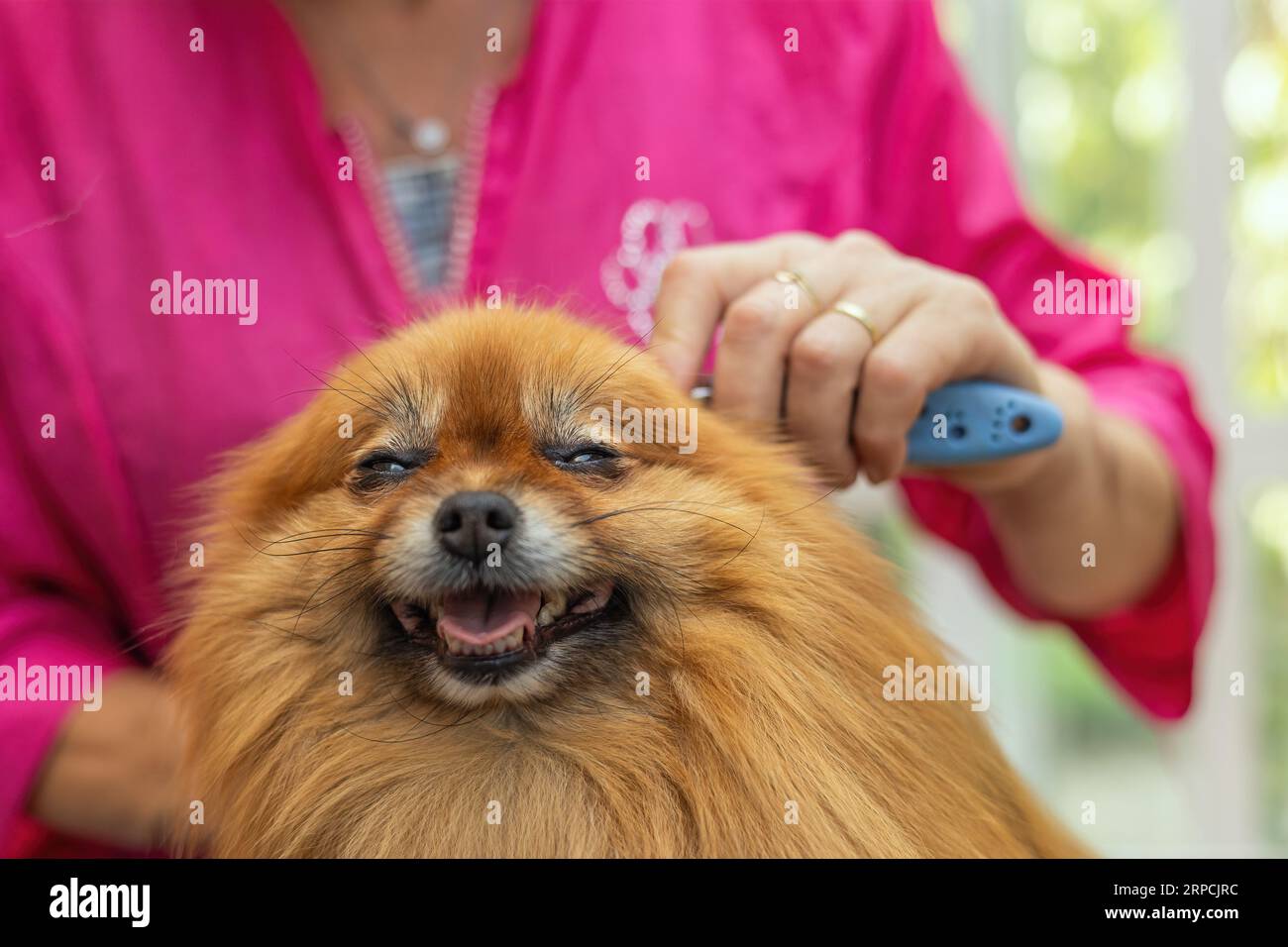 Closeup portrait of combed cute Pomeranian dog. Front view ...