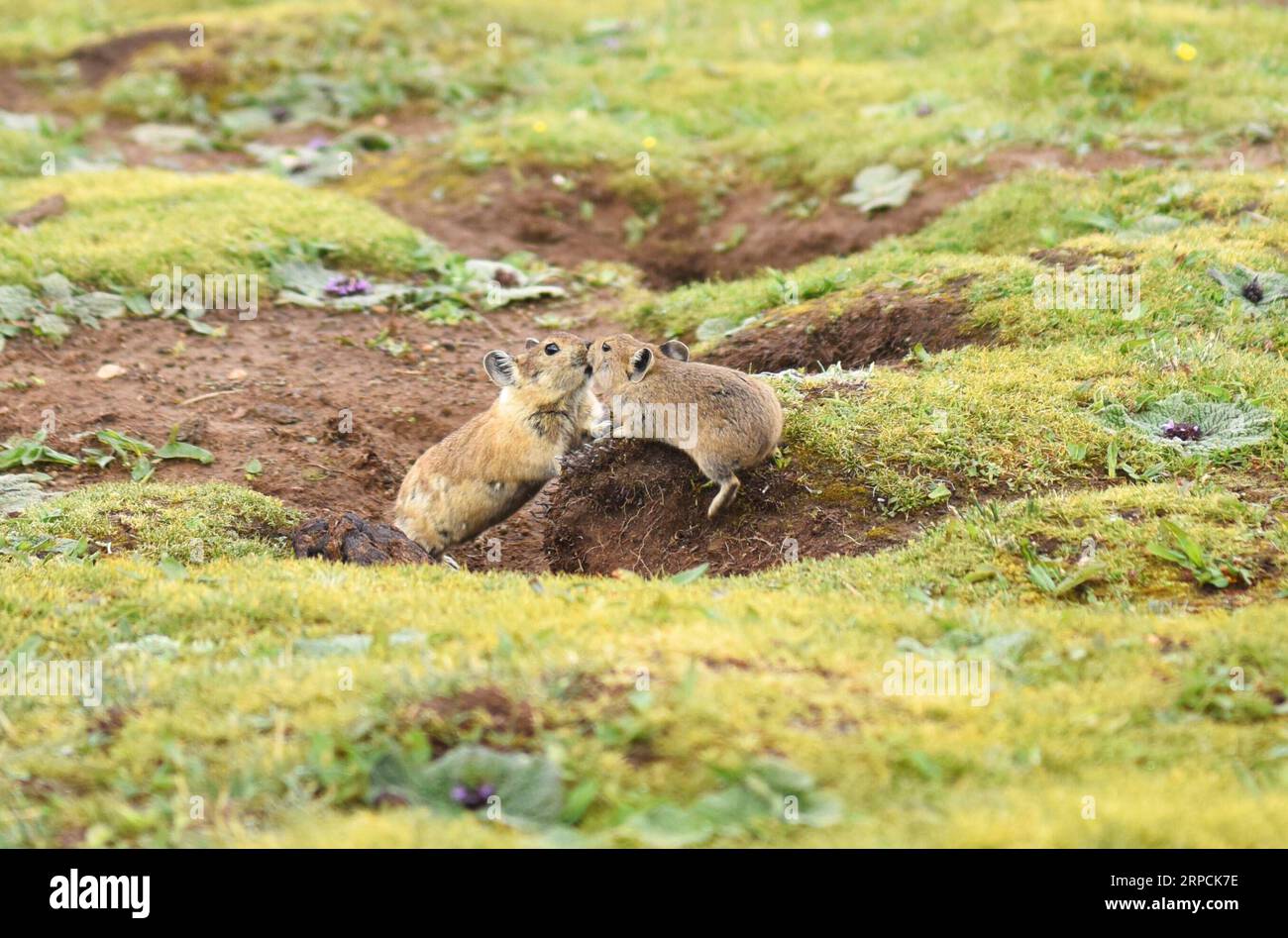 Pikas hi-res stock photography and images - Alamy
