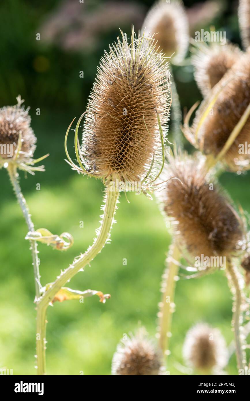 Dried head persists afterwards hi-res stock photography and images - Alamy