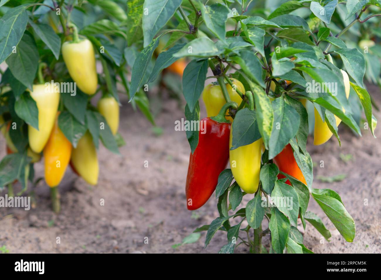 Close up red and yellow peppers growing on a bush in the garden. Sweet ...