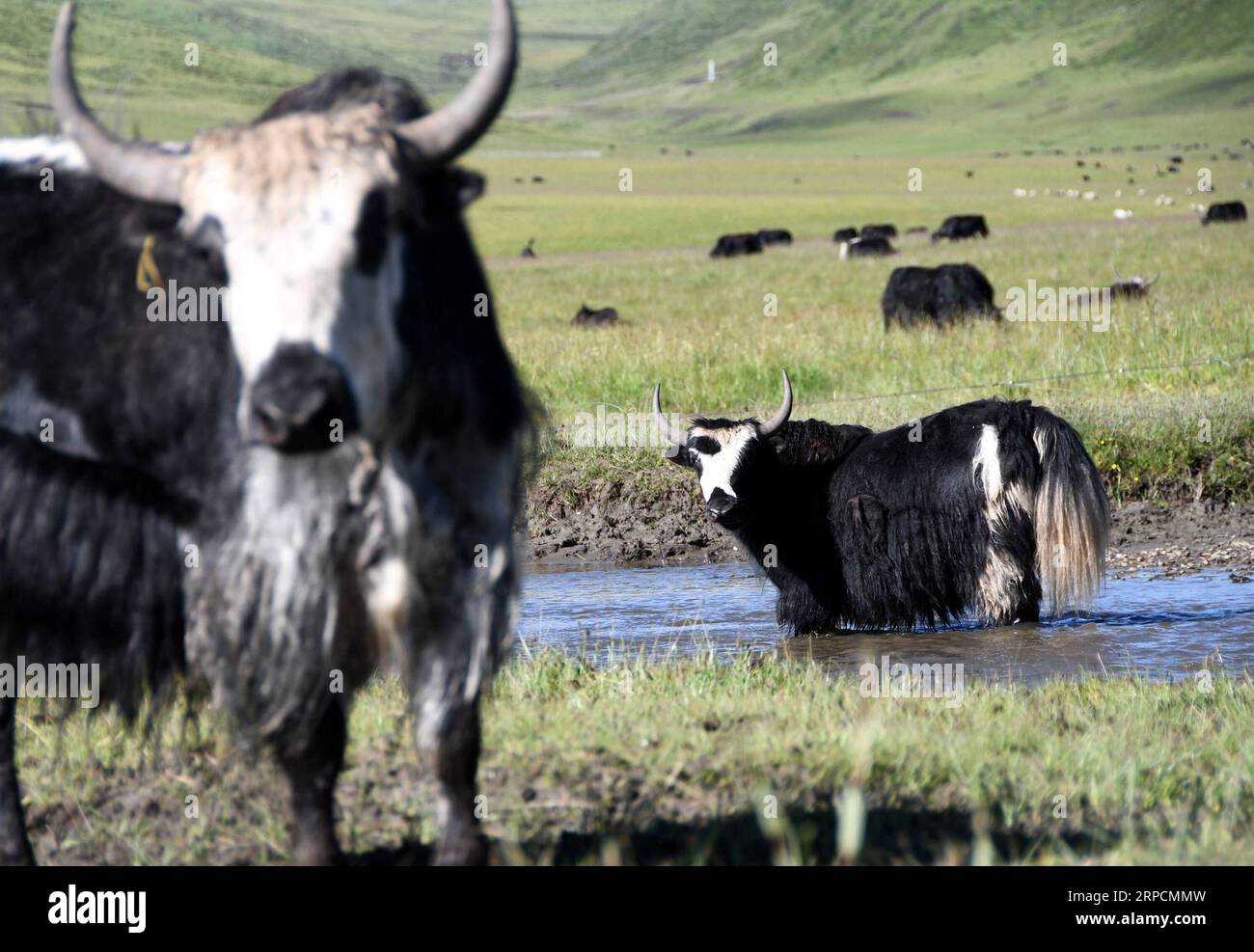 China sichuan aba poverty hi-res stock photography and images - Alamy