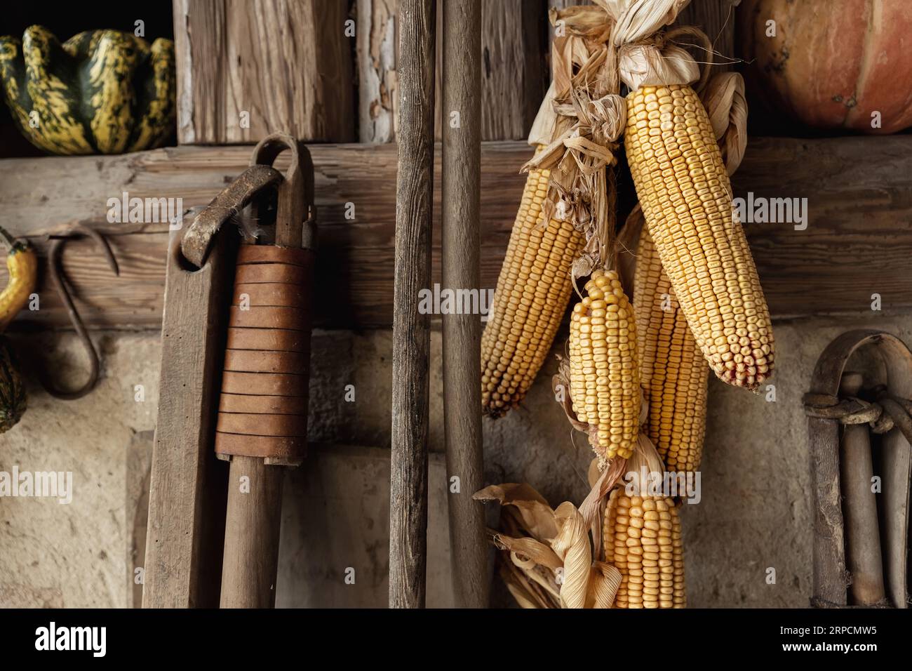 Yellow ripe dried corn cobs seeds decor hanged on wooden wall of old ...